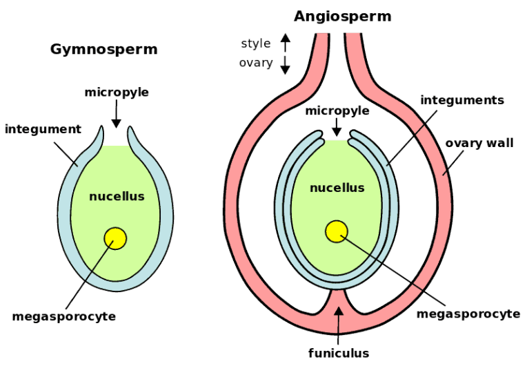What Are The 6 Types of Ovule in Plants? - Homes Pursuit