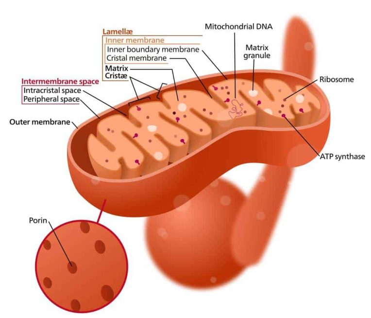 Similarities and Differences Between Chloroplasts and Mitochondria ...