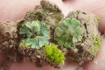 7 Amazing Plants without Leaves (+Pictures) - Homes Pursuit