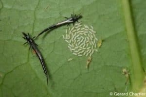 Easily Get rid of Tiny dark silver bugs in Soil of house plants - Homes ...