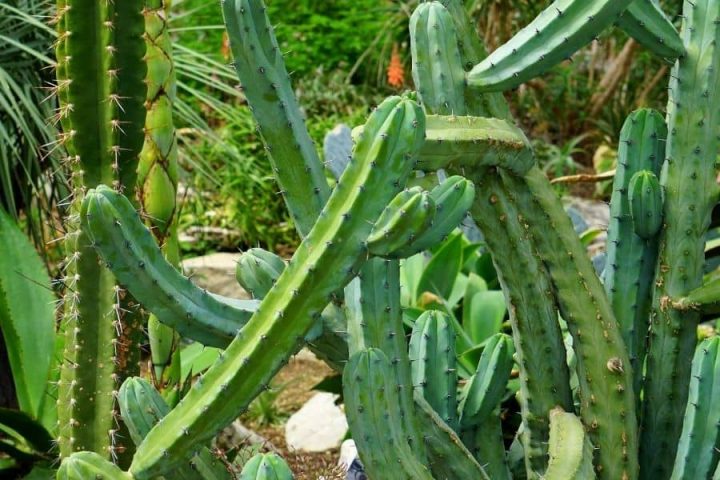 7 Amazing Plants without Leaves (+Pictures) - Homes Pursuit