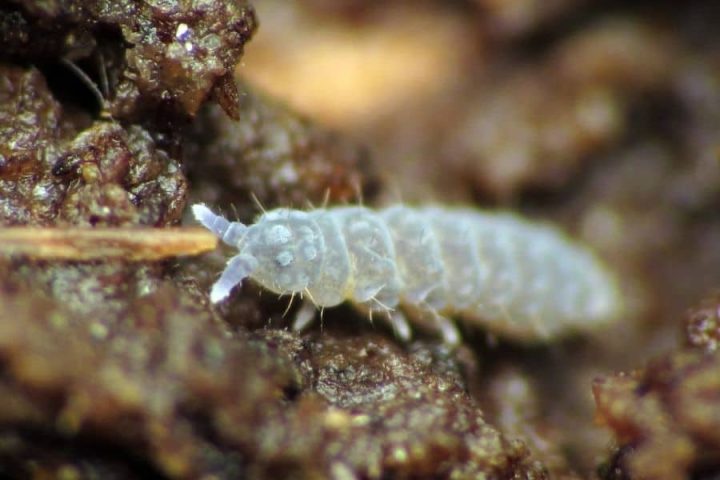 Easily Get rid of Tiny dark silver bugs in Soil of house plants - Homes ...