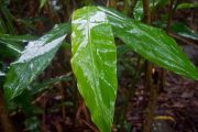 What Happens when Vaseline is Applied on a Leaf? - Homes Pursuit