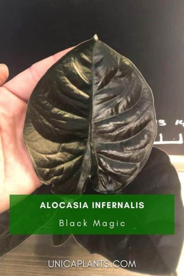 How to Care for Alocasia infernalis (Black Magic) - Homes Pursuit
