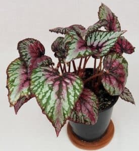 Cissus discolor Care and Propagation - Rex Begonia Vine - Homes Pursuit