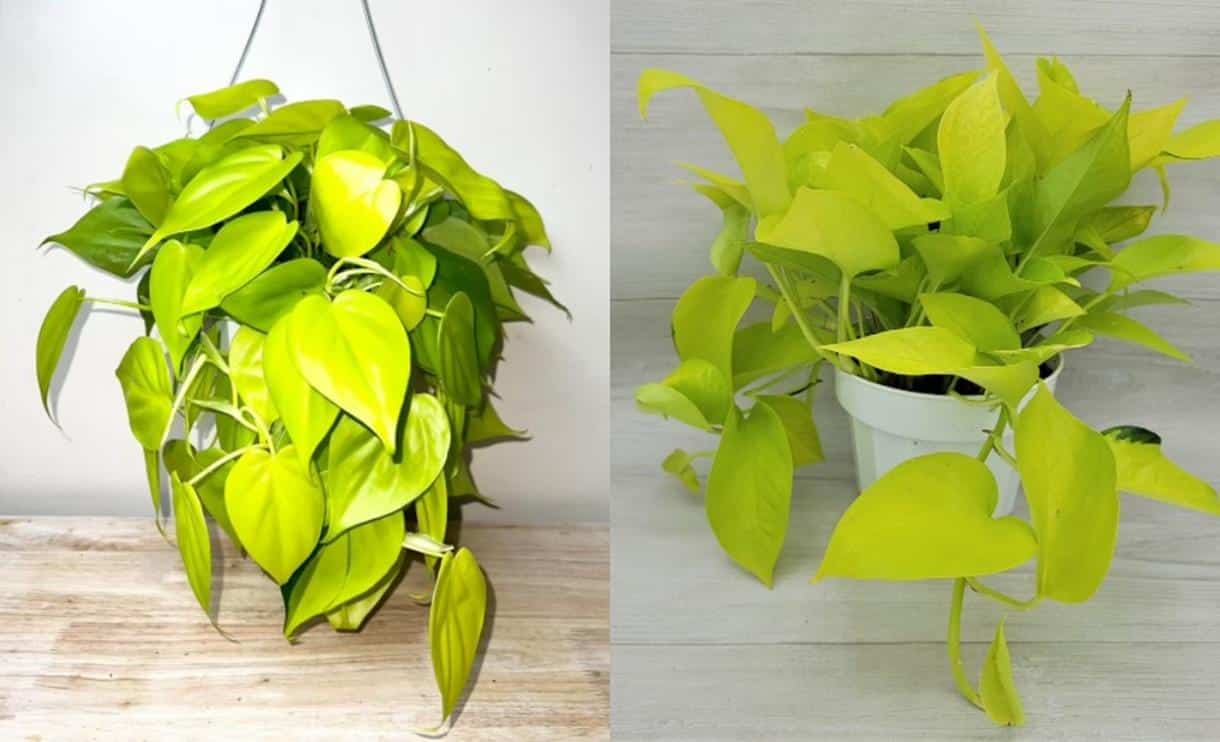 Philodendron vs. Pothos Differences, Care and Types - Homes Pursuit
