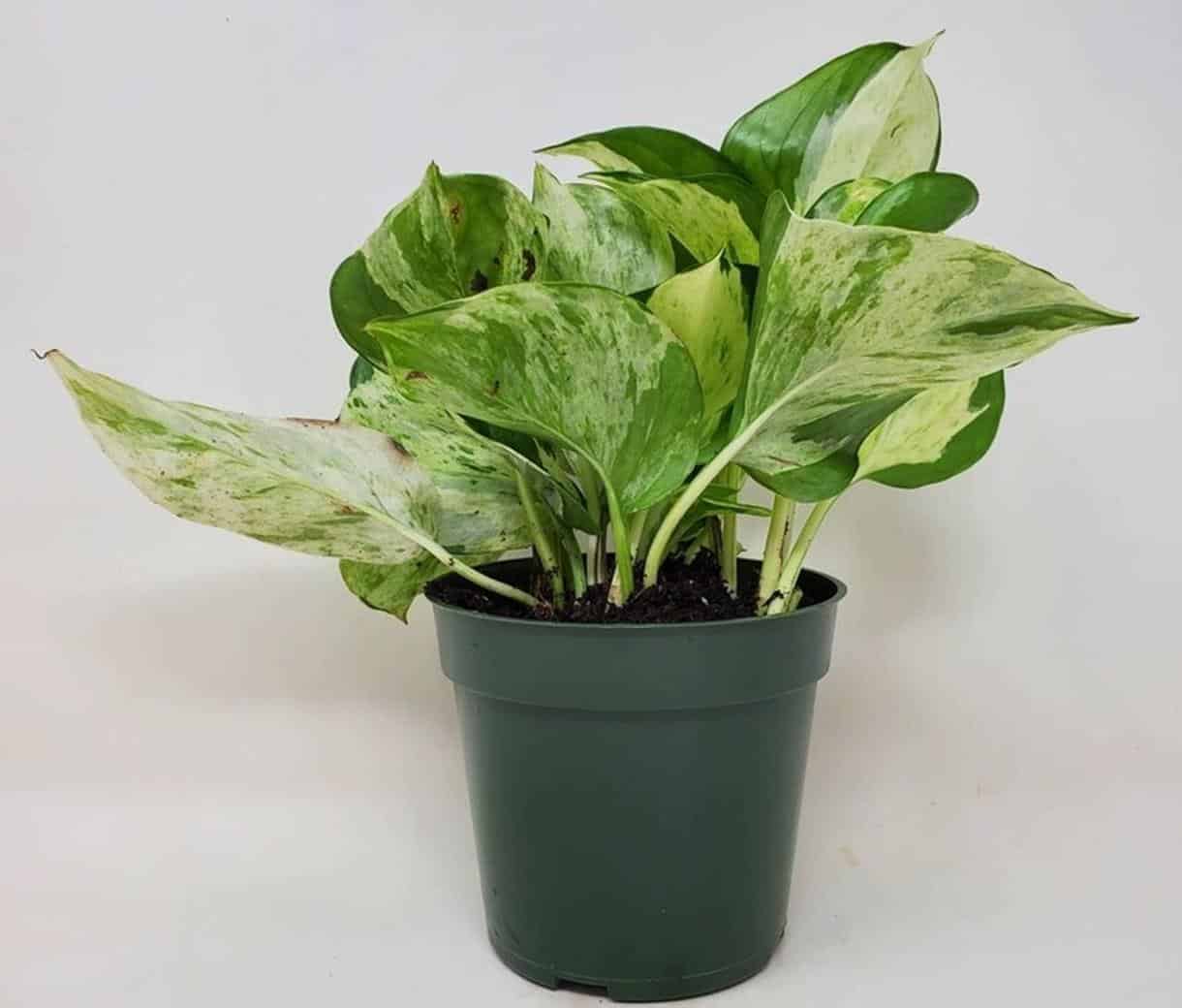 Philodendron vs. Pothos Differences, Care and Types - Homes Pursuit