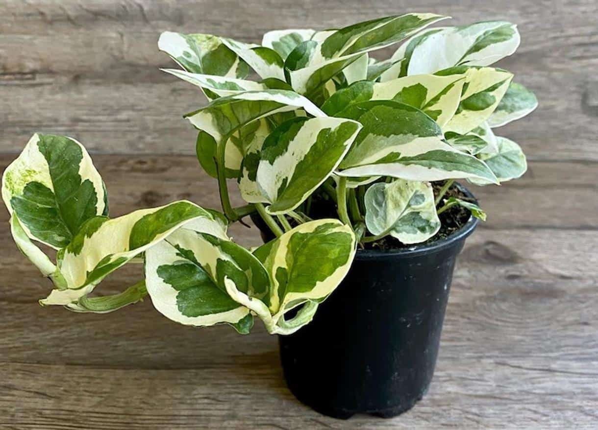 Philodendron vs. Pothos Differences, Care and Types - Homes Pursuit