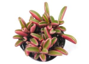 Peperomia Ruby Cascade Care and Propagation - Homes Pursuit
