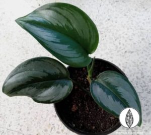 Scindapsus treubii Dark Form Care Needs - Homes Pursuit