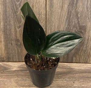 Scindapsus treubii Dark Form Care Needs - Homes Pursuit