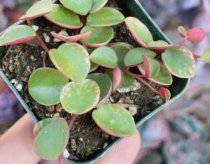 Peperomia Ruby Cascade Care and Propagation - Homes Pursuit