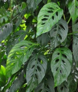 7 Monstera in the Wild Including Monstera Deliciosa (with Pictures ...