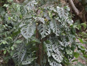 Monstera acuminata Care and Propagation - Homes Pursuit