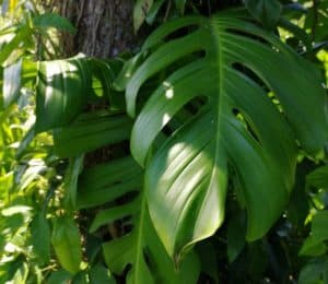 Monstera dissecta Care and Propagation - Homes Pursuit