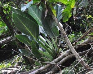 7 Monstera in the Wild Including Monstera Deliciosa (with Pictures ...