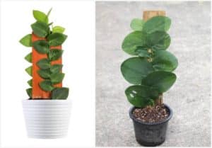 Rhaphidophora hayi Care: Shingle Plant or Vine - Homes Pursuit