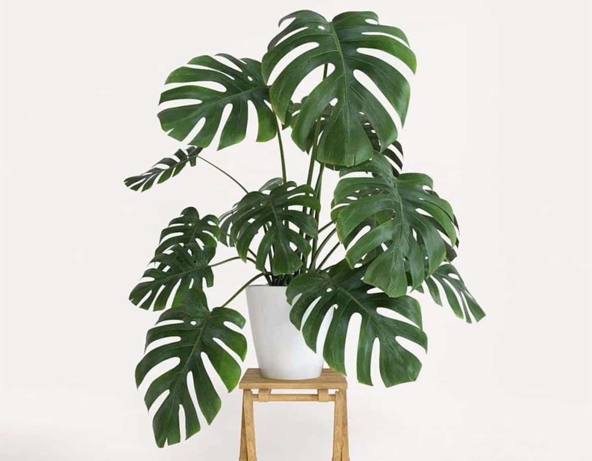 Monstera Sunburn Signs and What to Do - Homes Pursuit