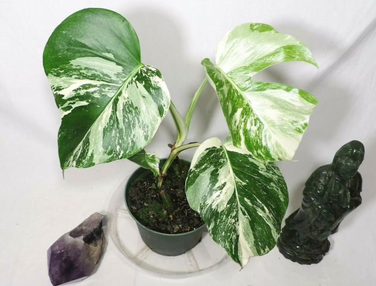 Monstera Borsigiana Care Plus Albo and Aurea Variegata - Homes Pursuit