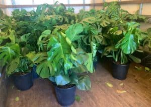 Monstera Light Needs: What Kind and How Much - Homes Pursuit