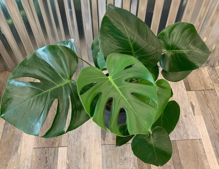 Monstera Thai Constellation Care, Propagation and for Sale - Homes Pursuit
