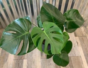 Monstera Root Rot Signs, Treatment, or How to Save It - Homes Pursuit