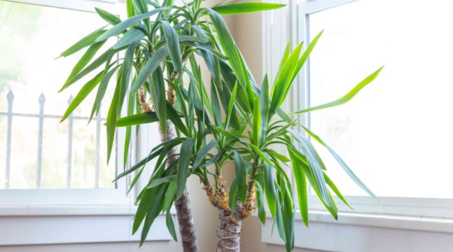 How to Grow Yucca Plant - [ Cutting, Seed, Indoor, Outdoor ] - Homes ...
