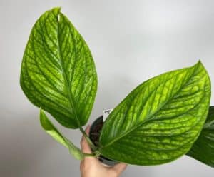 14 Stunning Monstera Plant Species and Varieties to Buy and Prices ...