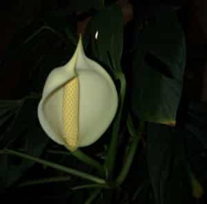 Monstera Flower or Bloom: Deliciosa, Adansonii or Obliqua - Homes Pursuit
