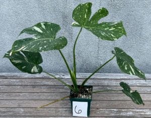 14 Stunning Monstera Plant Species and Varieties to Buy and Prices ...