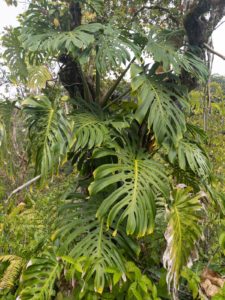 7 Monstera in the Wild Including Monstera Deliciosa (with Pictures ...