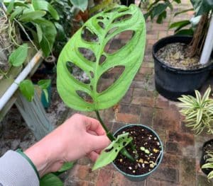 14 Stunning Monstera Plant Species and Varieties to Buy and Prices ...