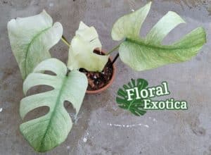 14 Stunning Monstera Plant Species and Varieties to Buy and Prices ...