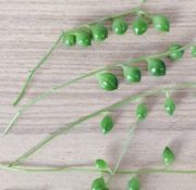 How to Grow String of Pearls Plant - [ Seeds & Cutting 2022 ] - Homes ...