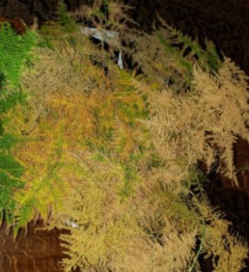 Asparagus Ferns Turning Yellow, Brown and White - 2022 - Homes Pursuit