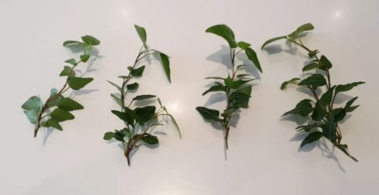 How to Grow English Ivy - [ Cutting & Seeds ] Fast in 2022 - Homes Pursuit