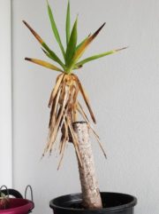 Yucca Plant Dying - How to Save Today for Healthy Growth - Homes Pursuit