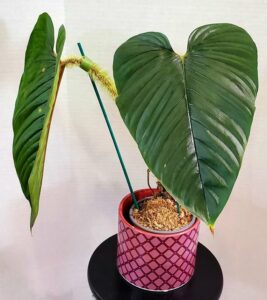 Philodendron squamicaule Care vs. serpens and Where to Buy - Homes Pursuit