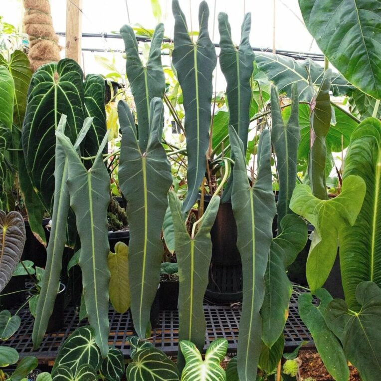 Philodendron fibrosum Care and Where to Buy - Homes Pursuit