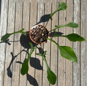 Philodendron 69686 Care, Prices, Where to Buy - Homes Pursuit