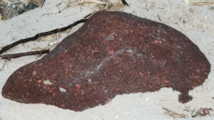 Three Types of Sedimentary Rocks and 30 Examples - Homes Pursuit